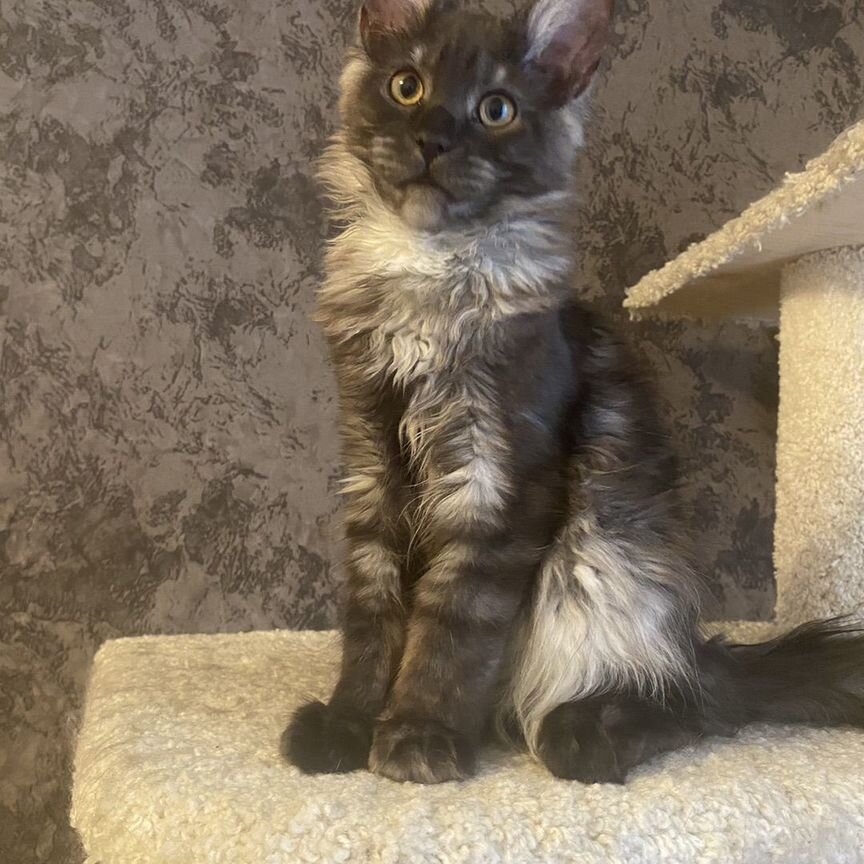 Котята мейн-кун