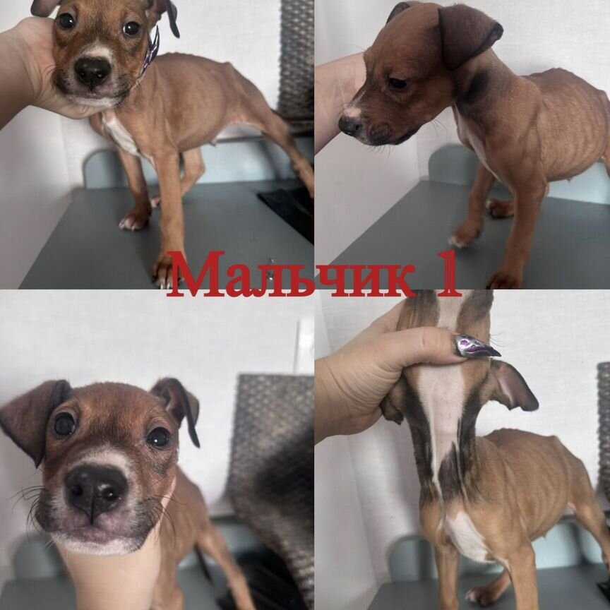 Щенок в добрые руки