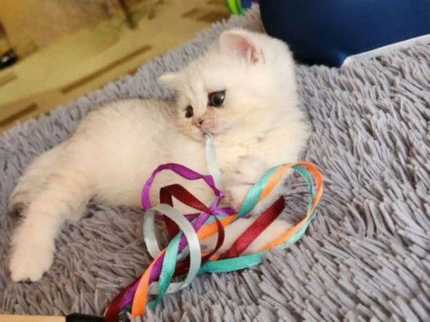 Шотландская кошка чистокровная