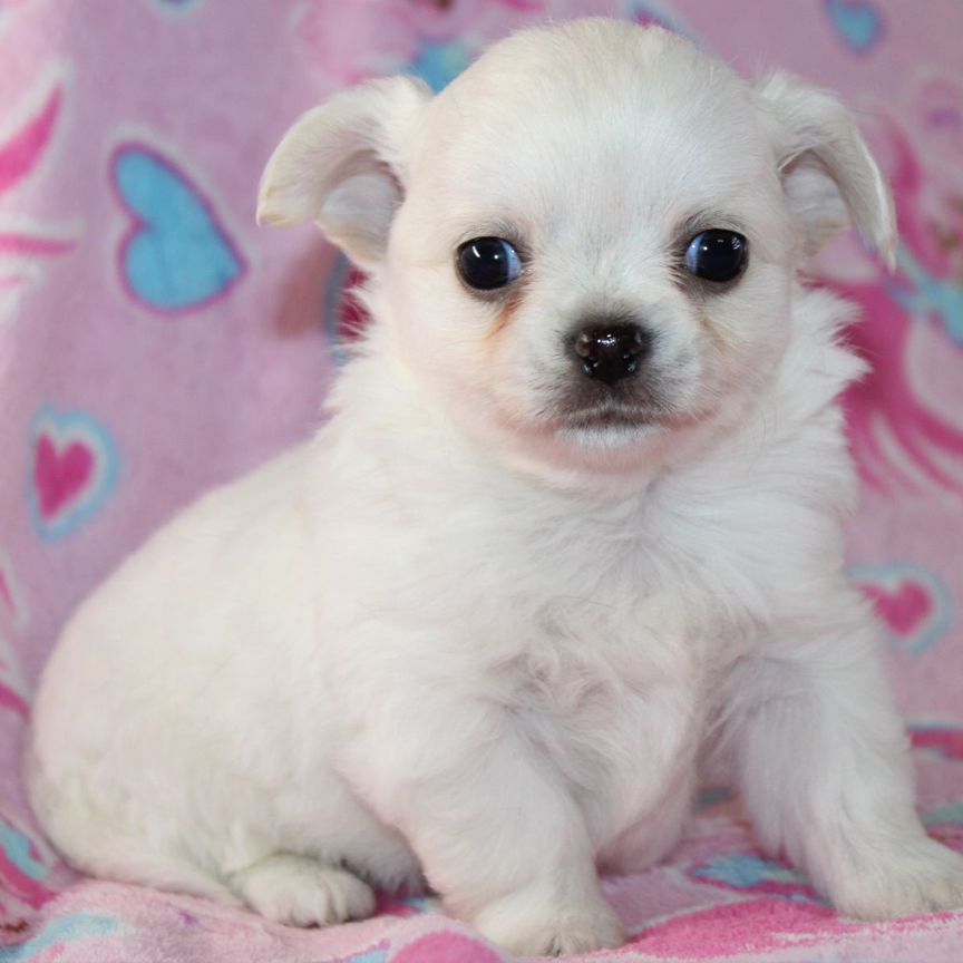 Чихуахуа, щенок