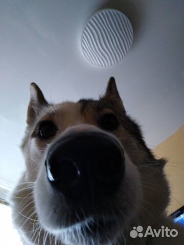 Щенки лайки зсл/помесь