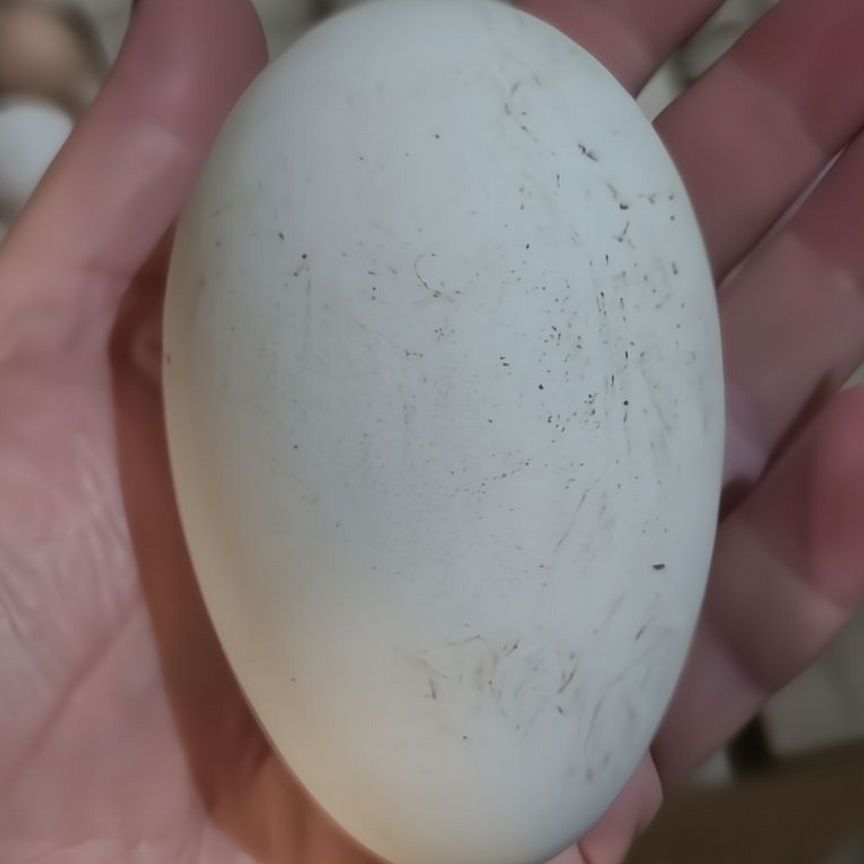 Яйцо гусиное