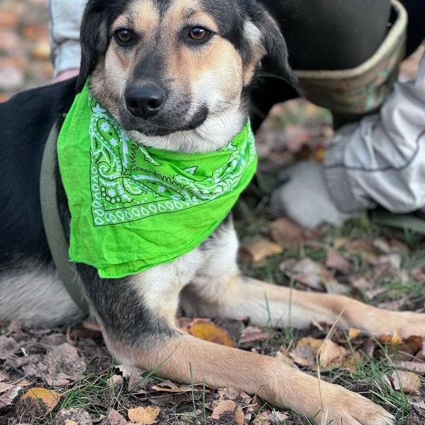 Малышка Тутси ищет дом