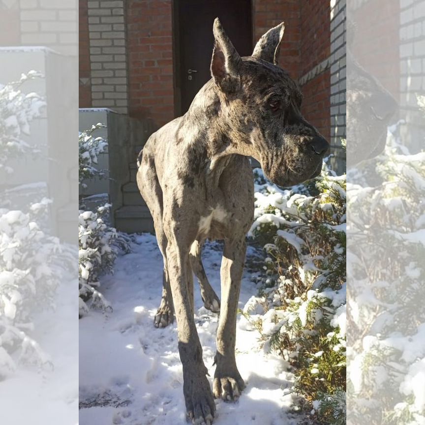 Немецкий дог вязка