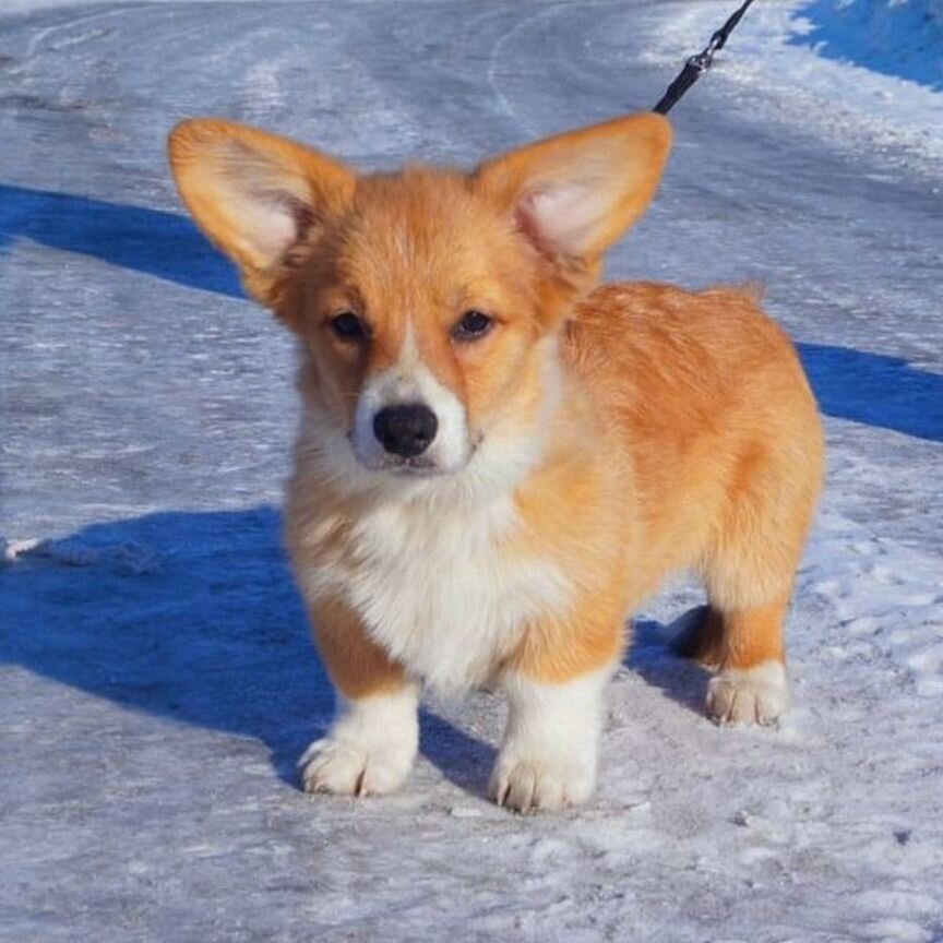 Вельш-корги пемброк