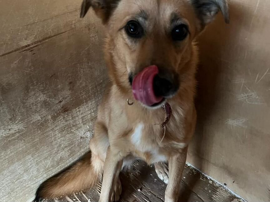 Небольшая молодая активная собака из приюта в дар