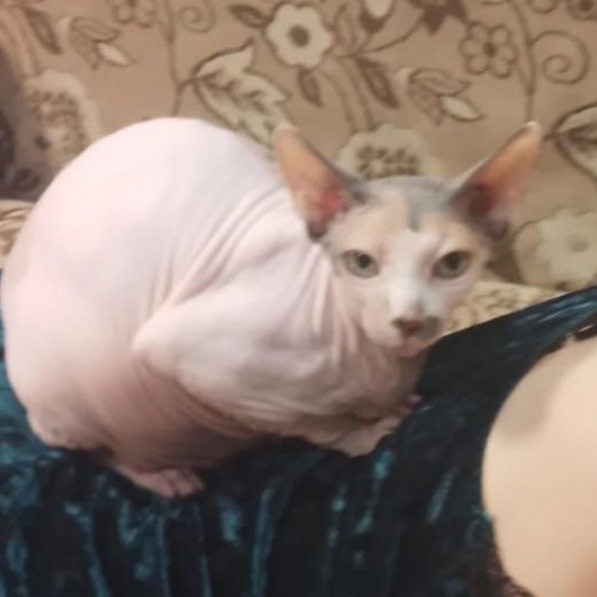 Кашка сфинкс