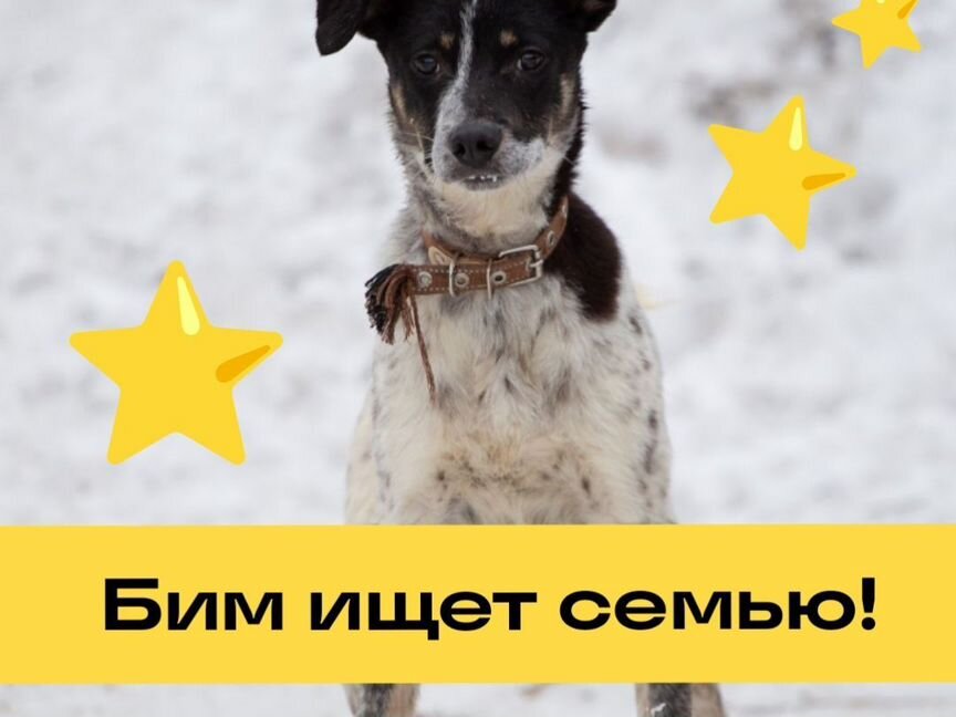Щенкок Бим ищет дом
