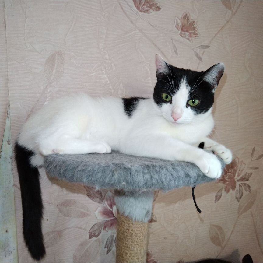 Нежная Мурочка, 1,5 года. В добрые ручки