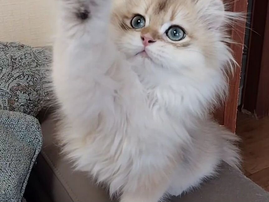 Шотландский пушистик