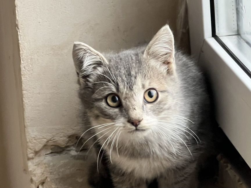 Котята со стройки в добрые руки