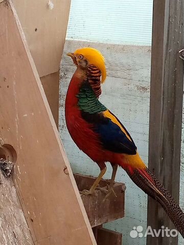 Золотой фазан