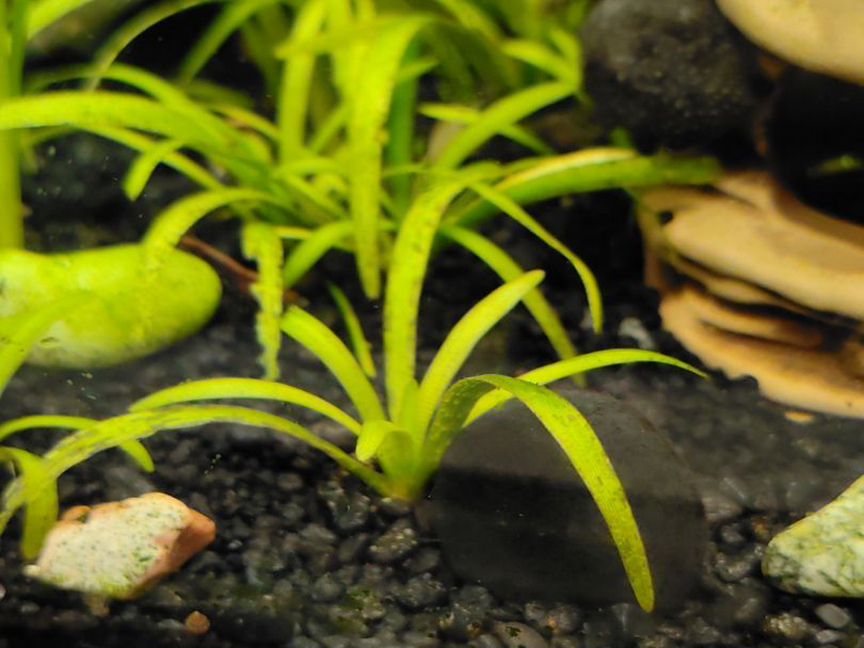 Аквариумное растение прополка