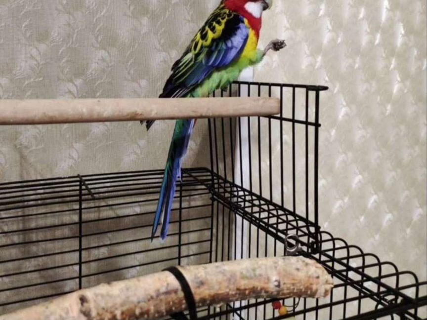 Розелла пестрая