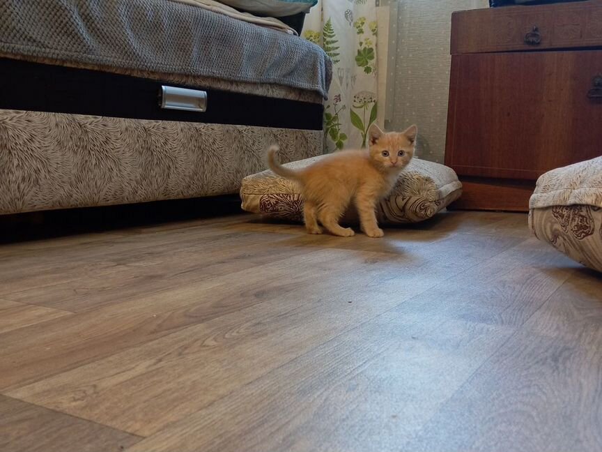 Рыжий котенок мальчик ищет хозяев
