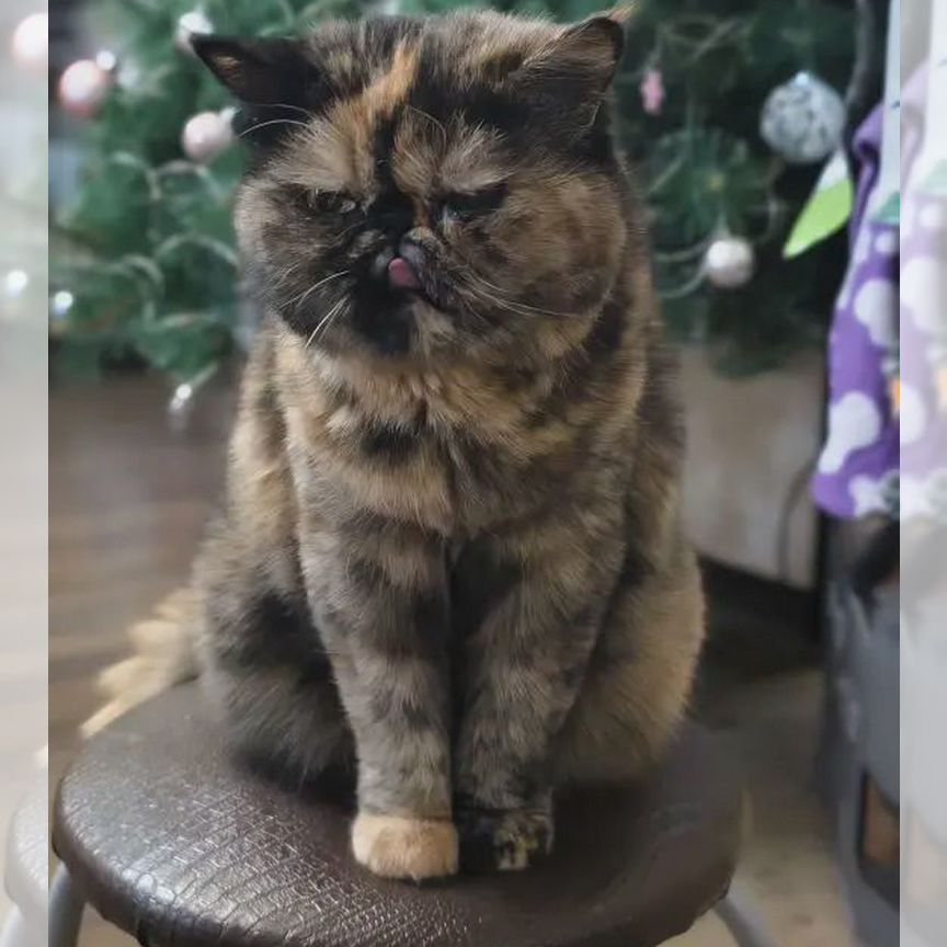 Экзотическая короткошёрстная, взрослая кошка