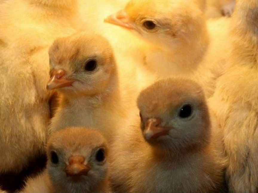 Индюшата хайбрид конвертер