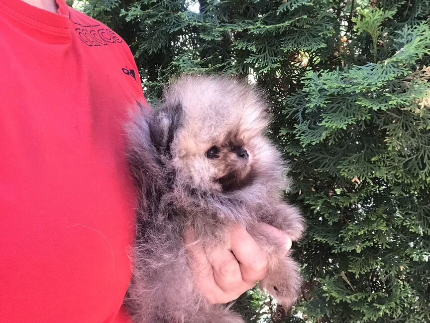 Шпиц micro мальчик