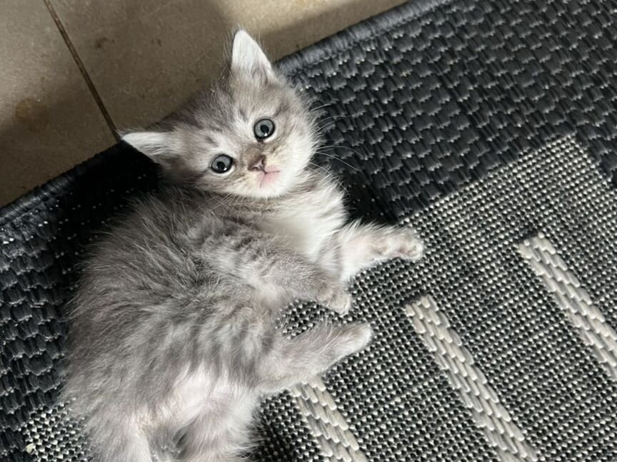 Продажа котят