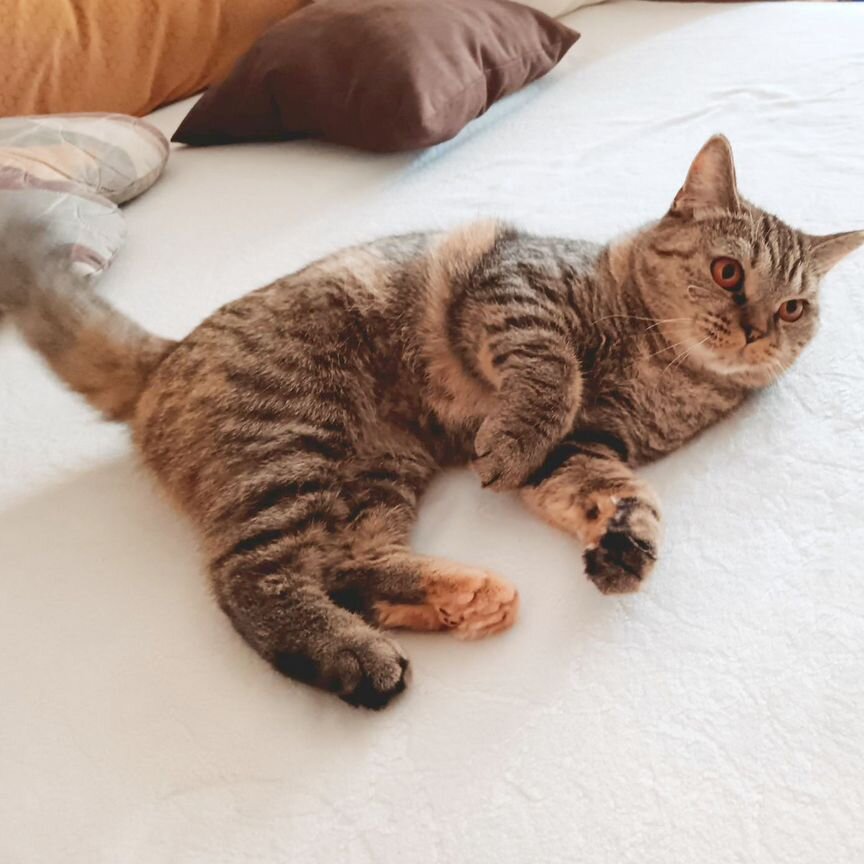 Кошка