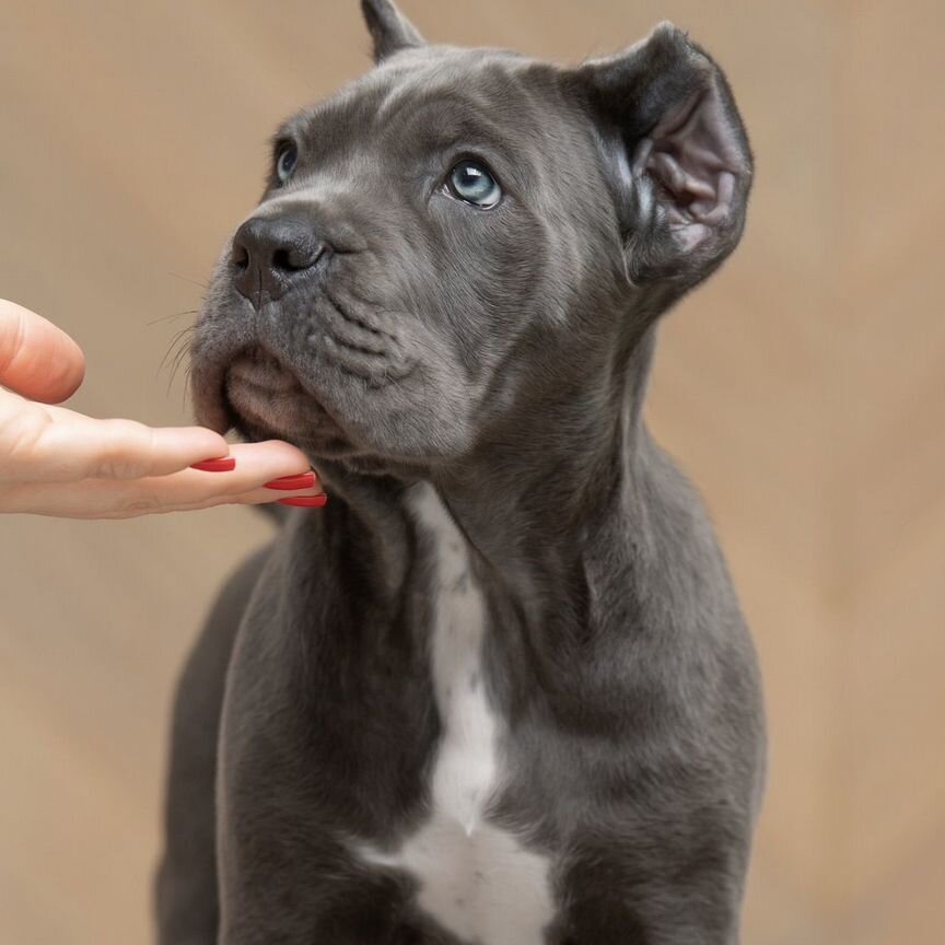 Кане-корсо, щенок