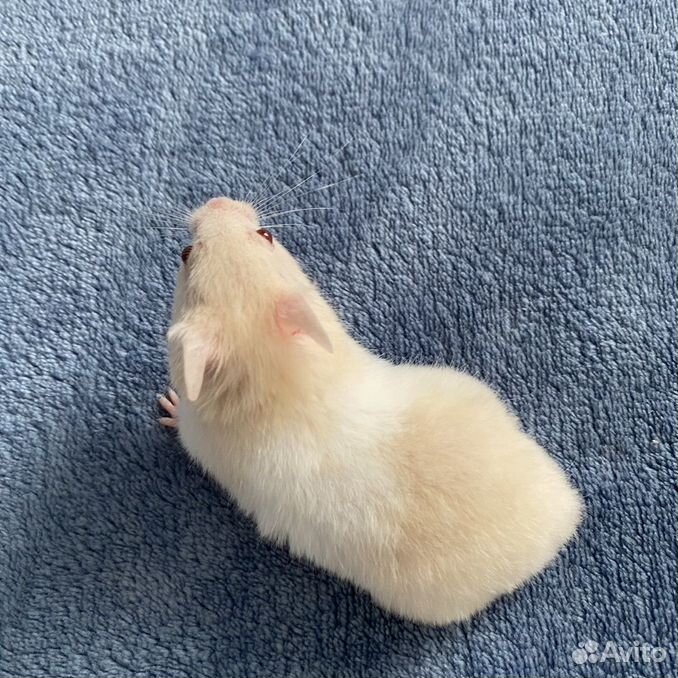 Сирийский хомяк малыш