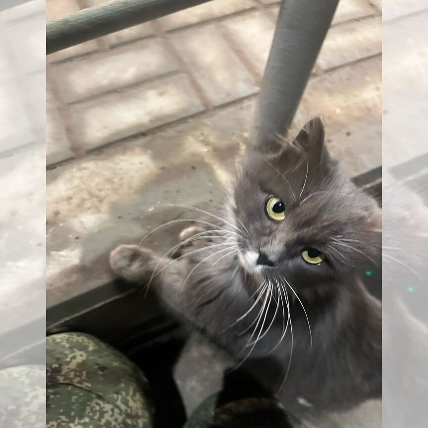 Пристраиваются в добрые руки