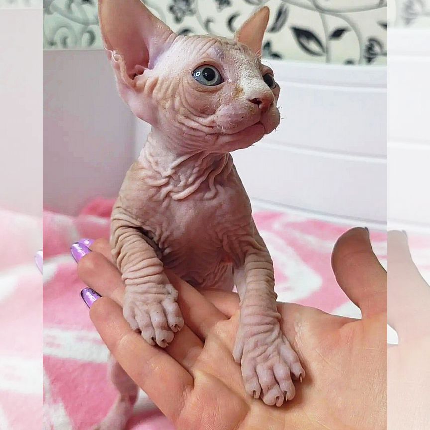 Канадский сфинкс котёнок
