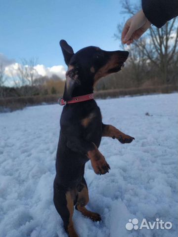 Собаки бесплатно такса