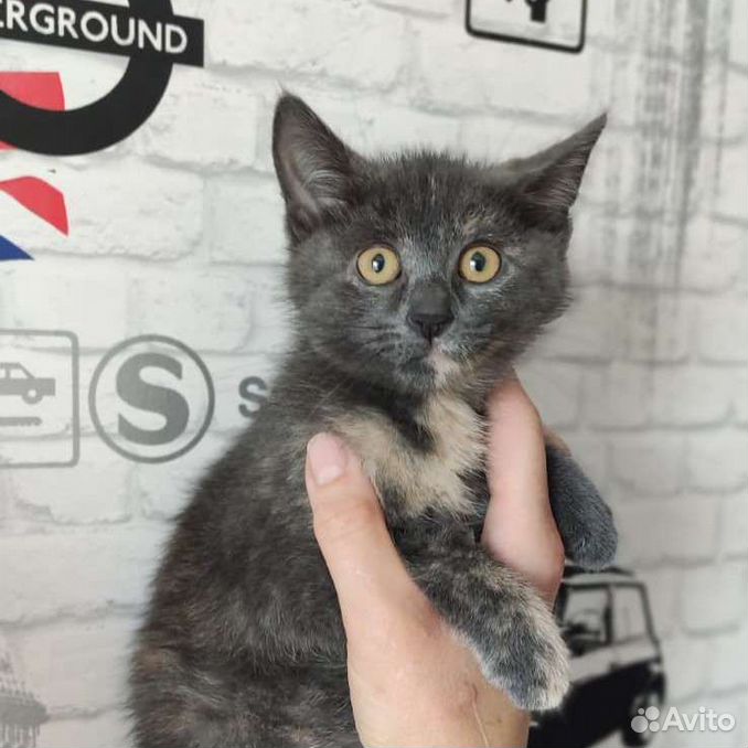 Котенок черепашка девочка, 3 месяца