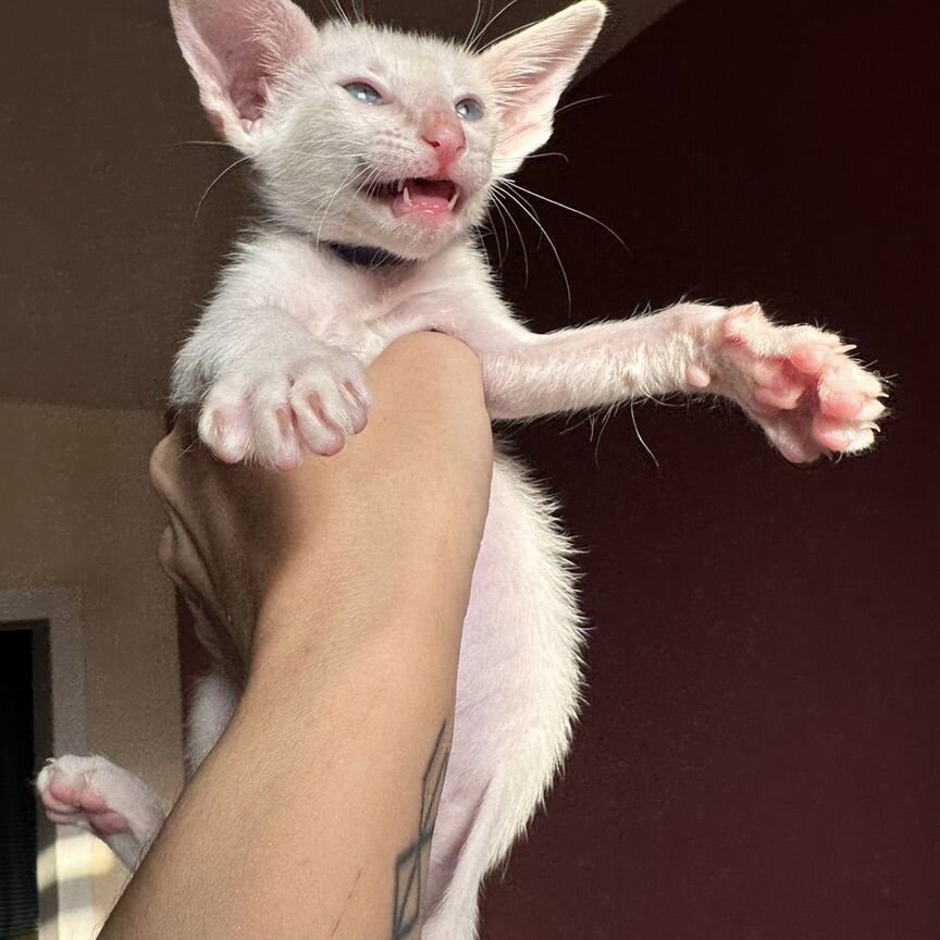 Ориентальный кот