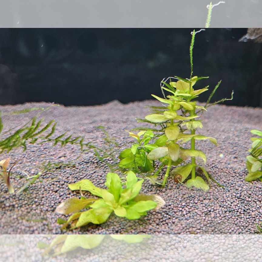 Растения в аквариум набор