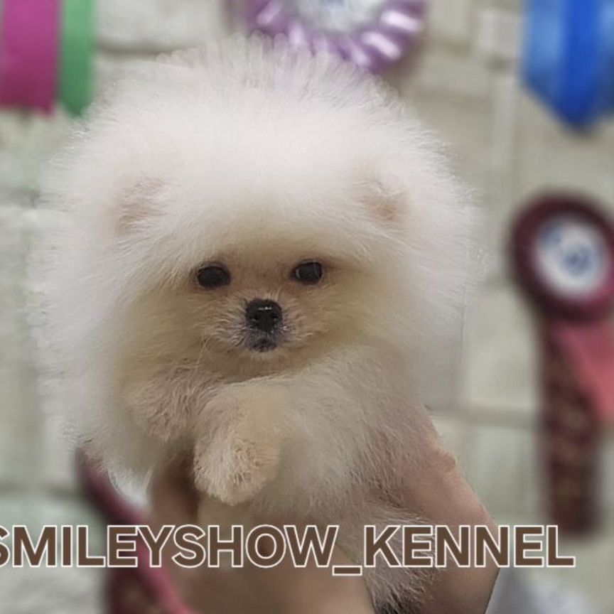 Супер мини мальчик,курносый красоту