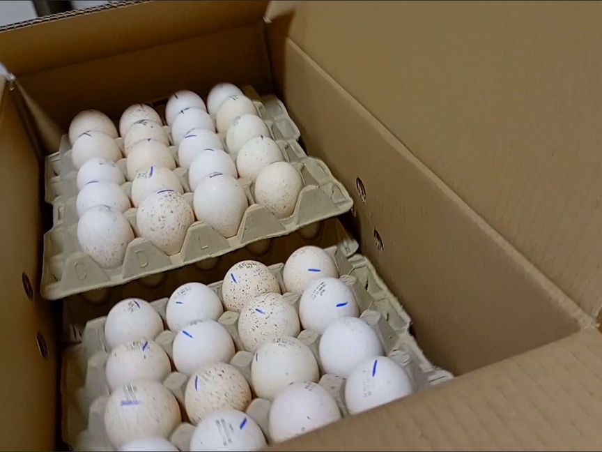 Яйцо индейки Hybrid Grade Maker Франция