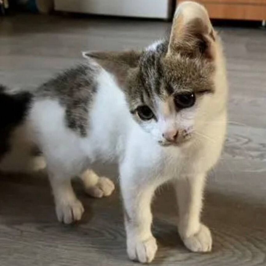 Отдам в добрые руки