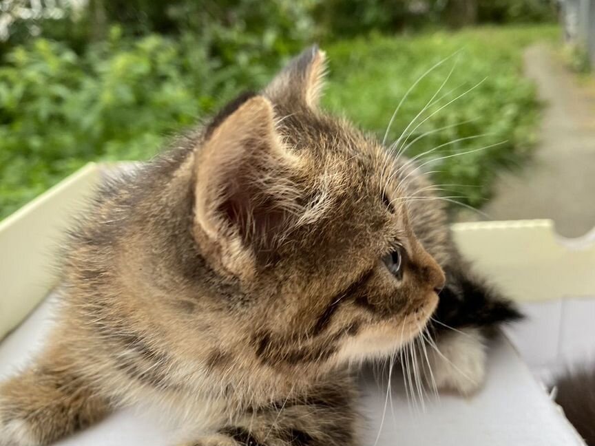 Котята в добрые руки 1,5 месяца