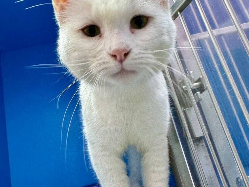 Белая кошка ищет дом