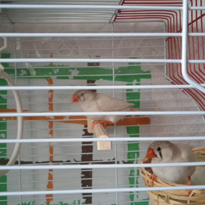 Зебровые амадины