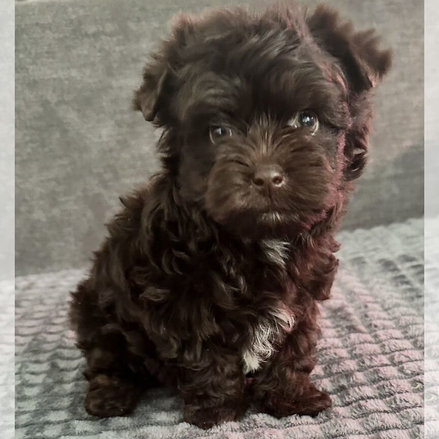 Йоркширский терьер, щенок