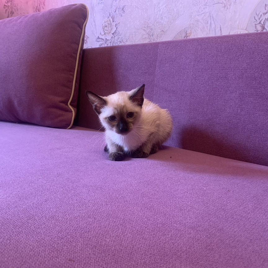 Котенок сиама