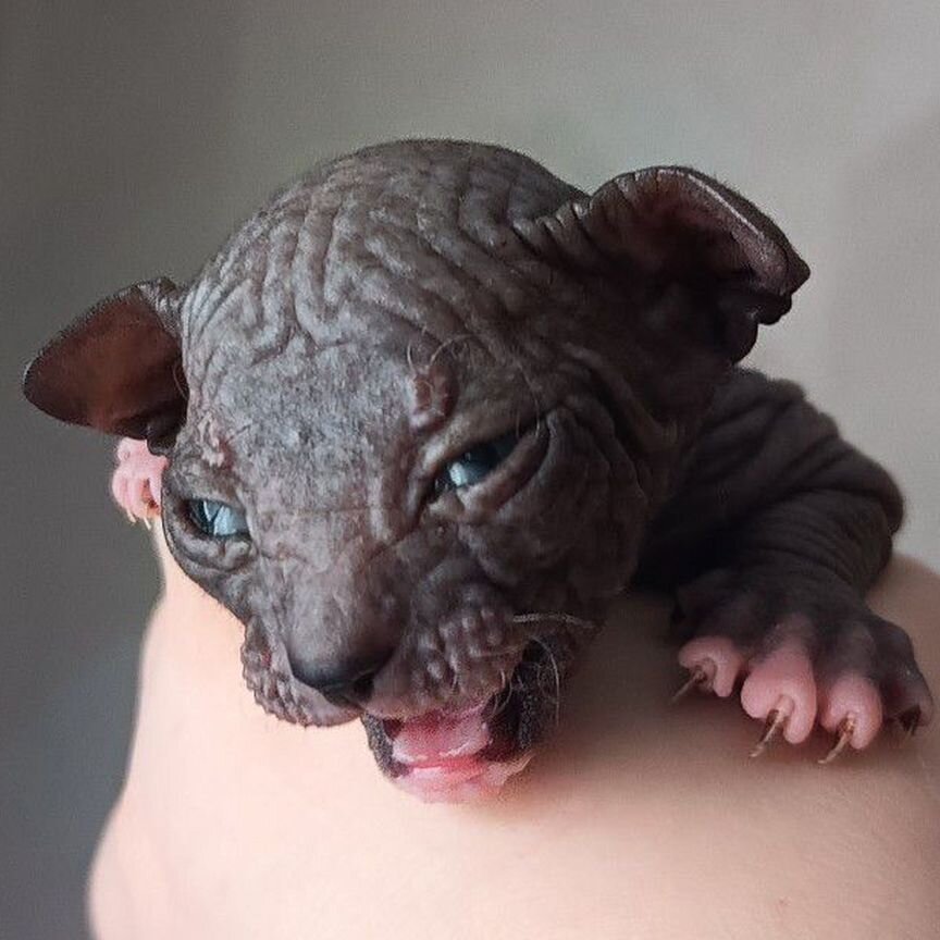 Донской сфинкс котёнок