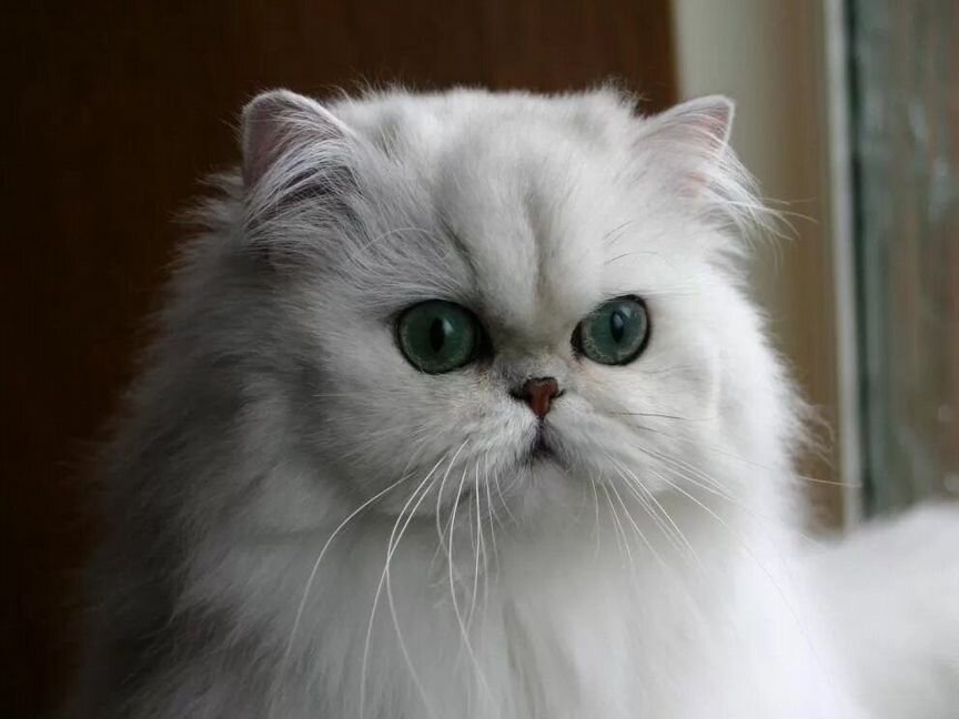 Персидская