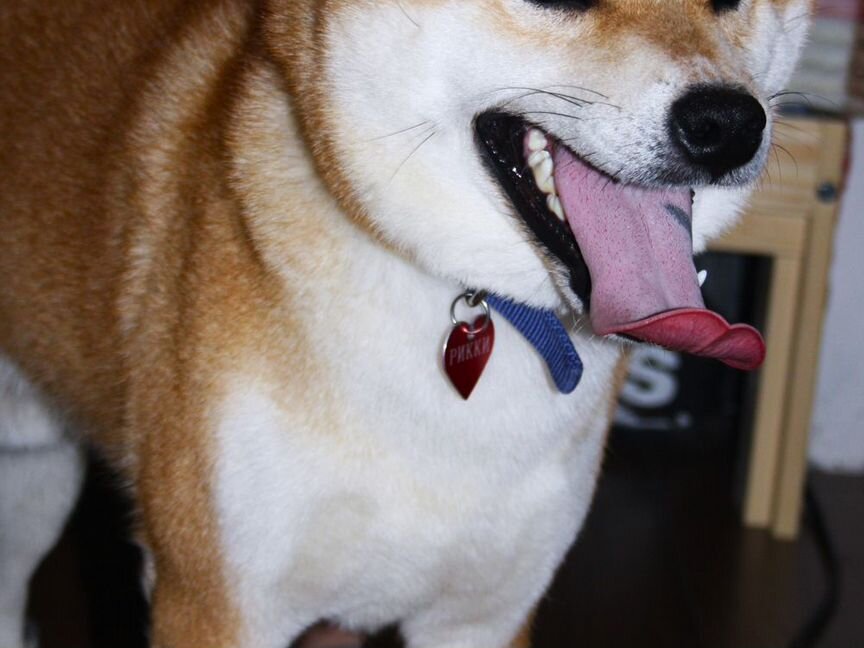 Щенки сиба ину