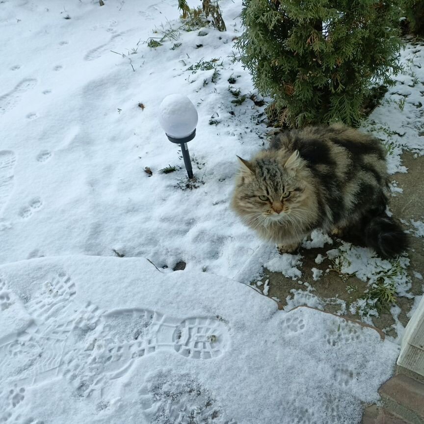 Кошечка, редкого окраса, замерзает на дачах