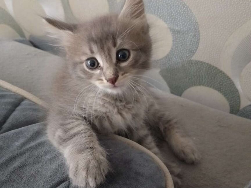 Кошка