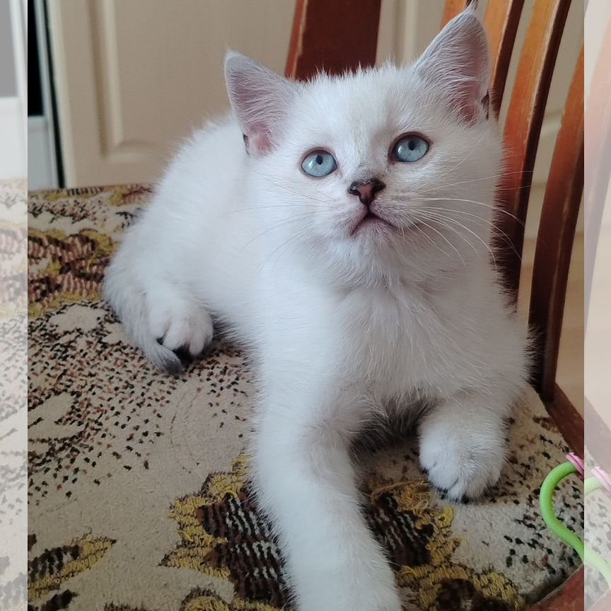 Шотландский прямоухий короткошёрстный котёнок