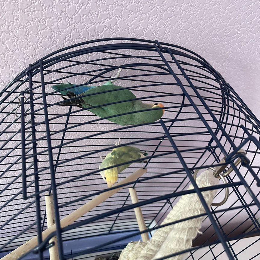 Попугай неразлучники с клеткой