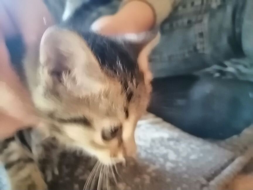 Охотник Лёлик