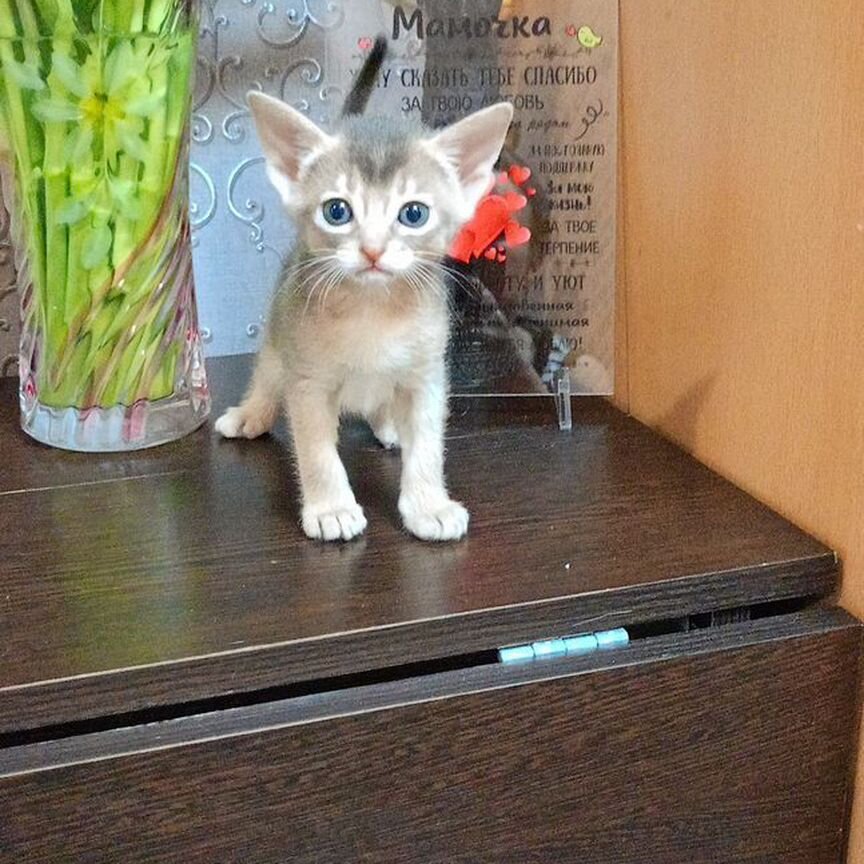Абиссинские котята голубые