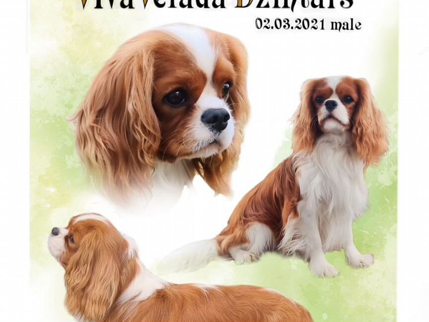 Вязка Кобель Кавалер Кинг Чарльз Спаниель